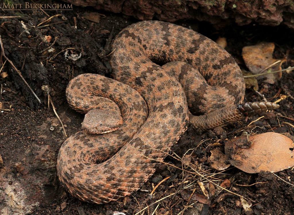 Mottled Rock Rattlesnake in August 2016 by mattbuckingham · iNaturalist