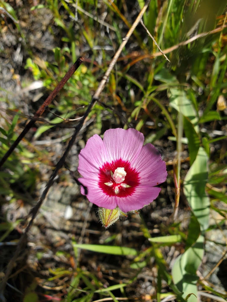 Keck's Checkerbloom in April 2022 by Joann Chen · iNaturalist