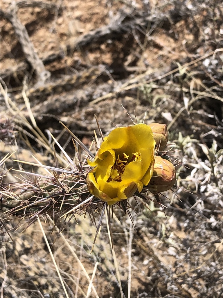 Buckhorn Cholla from Arizona-Sonora Desert Museum, Tucson, AZ, US on ...