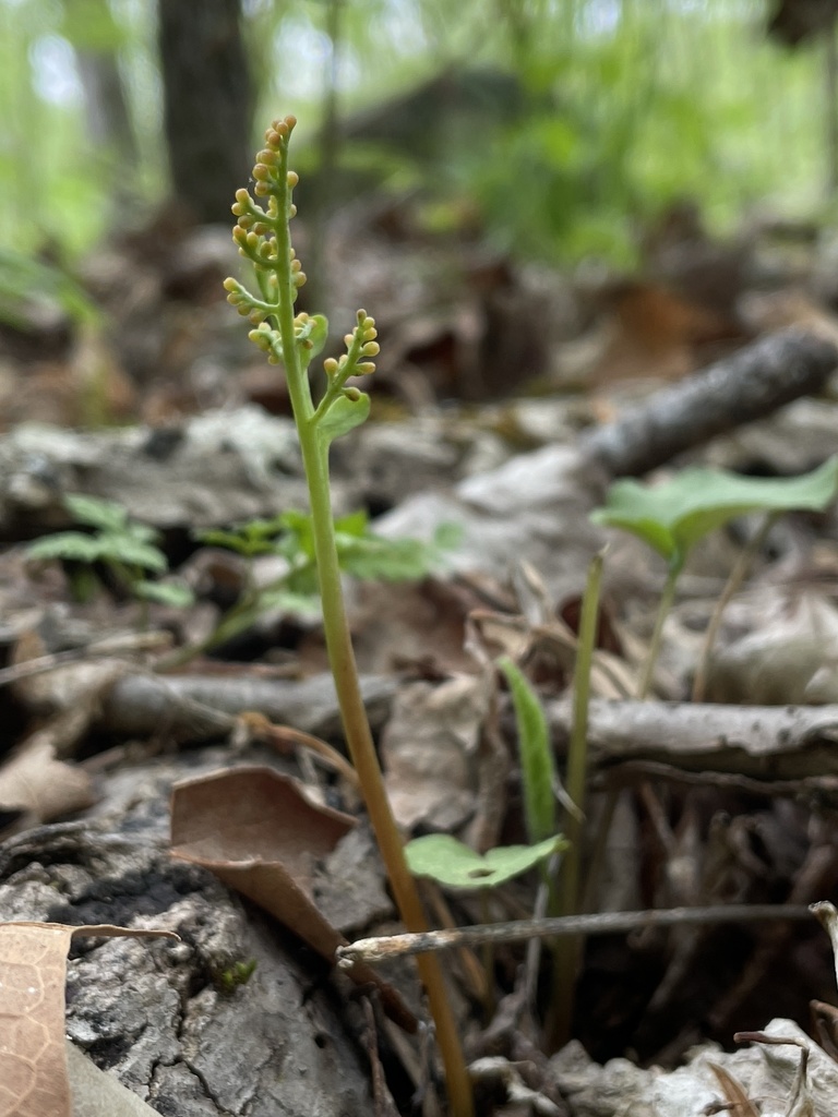 matricary grapefern from Great Smoky Mountains National Park ...