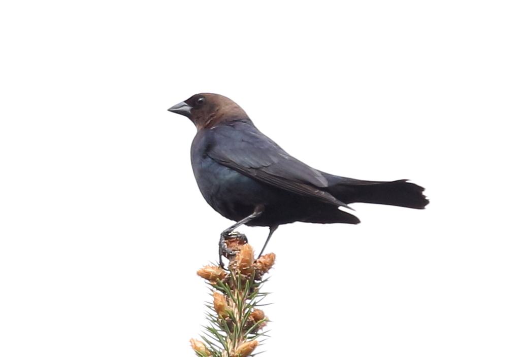 Brown-headed Cowbird in April 2022 by Mary W. Yandell · iNaturalist