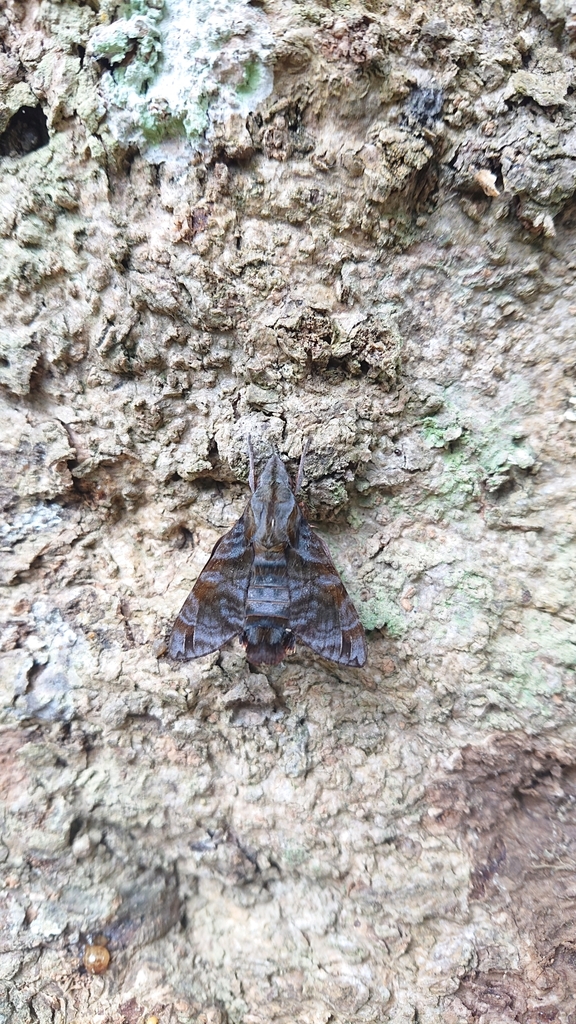 Purple Dwarf Hummingbird Hawk Moth from 606台灣嘉義縣中埔鄉石硦村 on May 1, 2022 ...