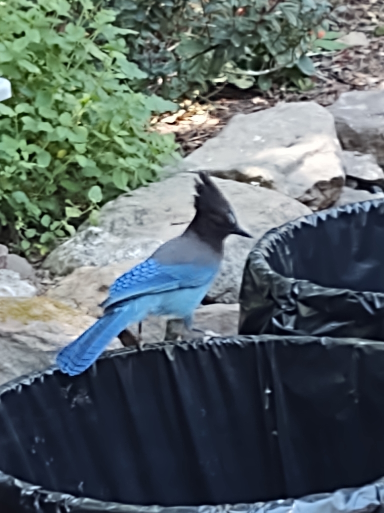 Steller's Jay from Santa Barbara, CA 93105, USA on April 30, 2022 at 12 ...