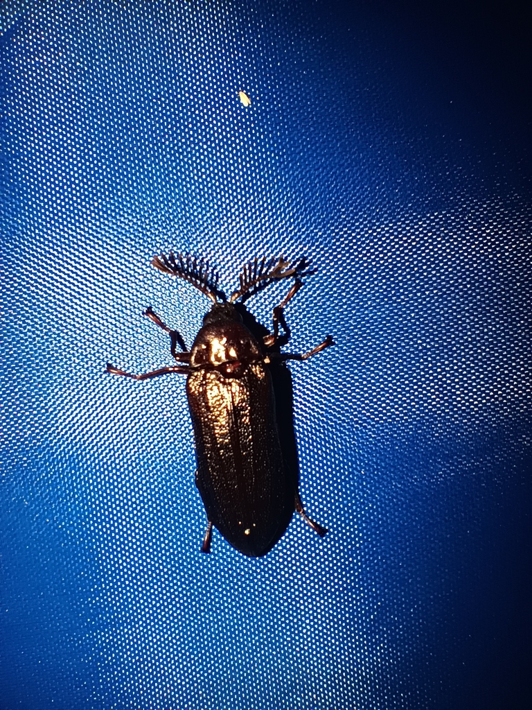 Callirhipid Cedar Beetles from ALI Davao Carbon Forest on April 29 ...