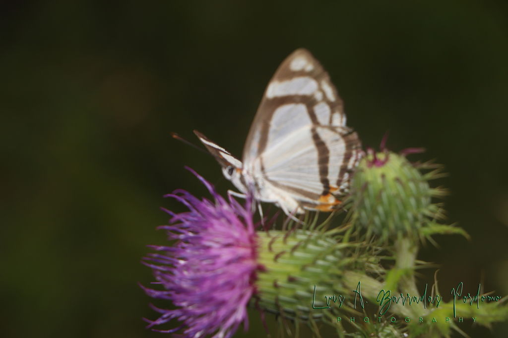 Banner Metalmark from Parque La Loma Buena Vista II, Xalapa-Enríquez ...