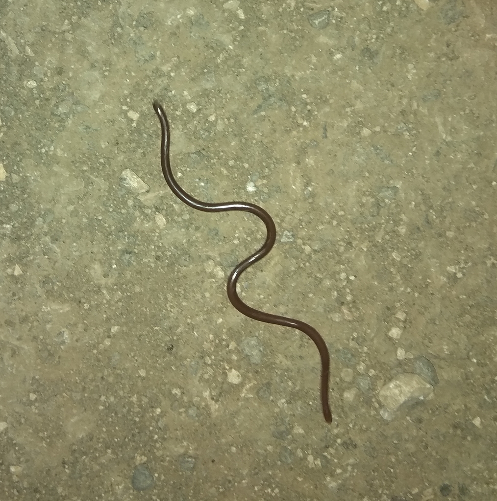 Syrian Blind Snake from אורטל on April 30, 2022 at 08:02 PM by Guy ...