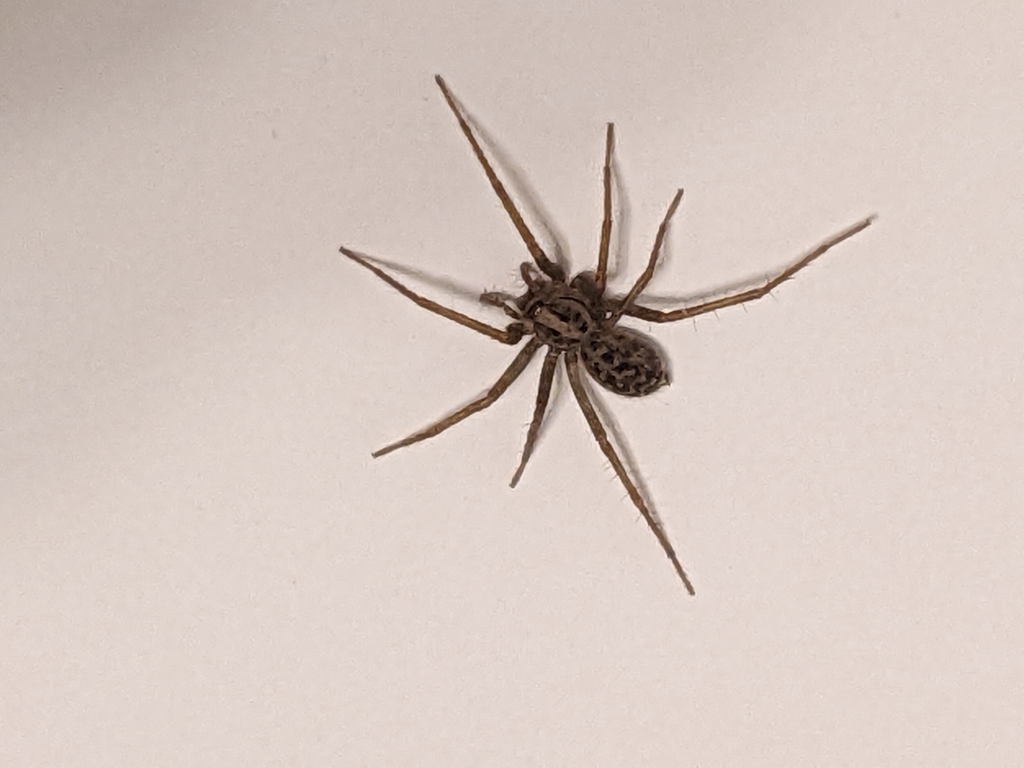 Giant House Spider from Bryant, Seattle, WA, USA on April 30, 2022 at ...