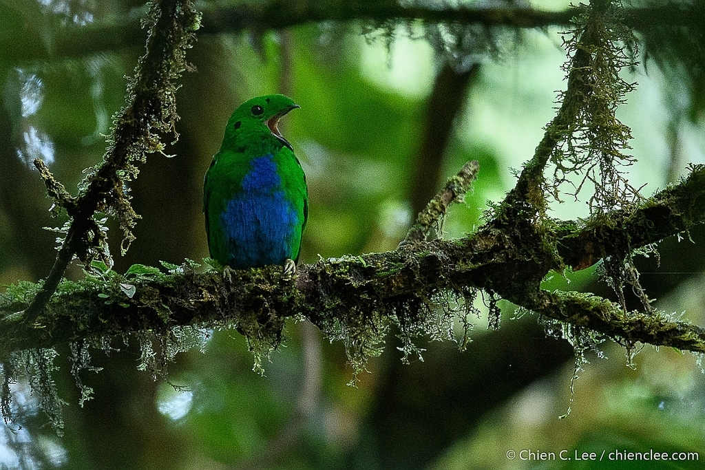 Hose's Broadbill in April 2022 by Chien Lee · iNaturalist