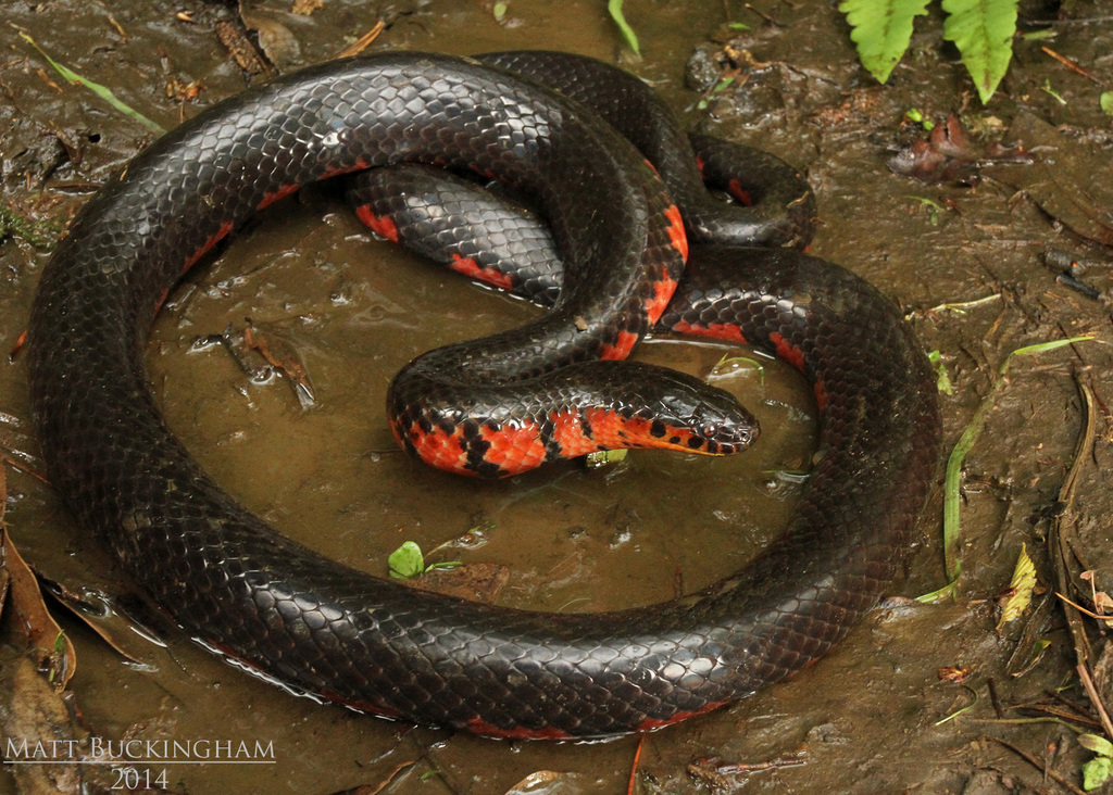 Western Mudsnake in April 2014 by mattbuckingham · iNaturalist