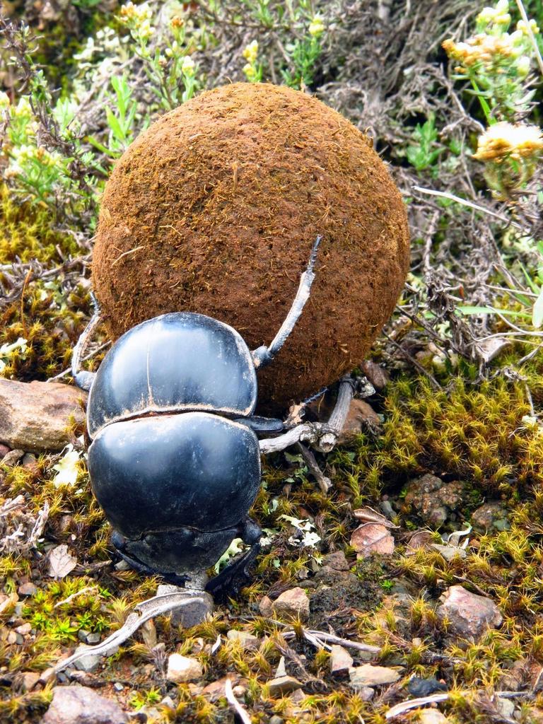 Cape Flightless Dung Beetle in November 2013 by Detlef H. Schnabel ...
