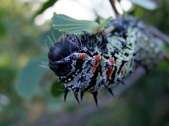 Mopane Worm in March 2011 by Detlef H. Schnabel. Mopane ^Worm ...
