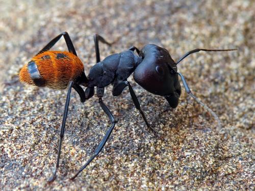Macro Hymenopthera Camponotus Fulvopilosus First Record Of Five Ant