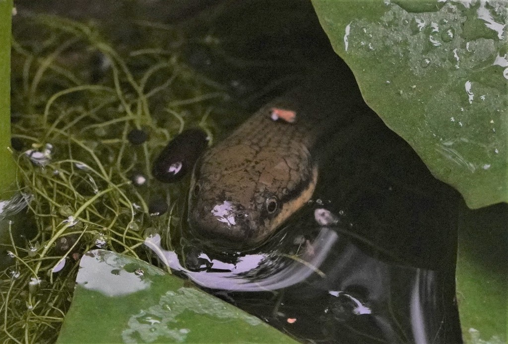 Bicoloured Stream Snake from 香港林村 on April 30, 2022 at 12:12 PM by ...