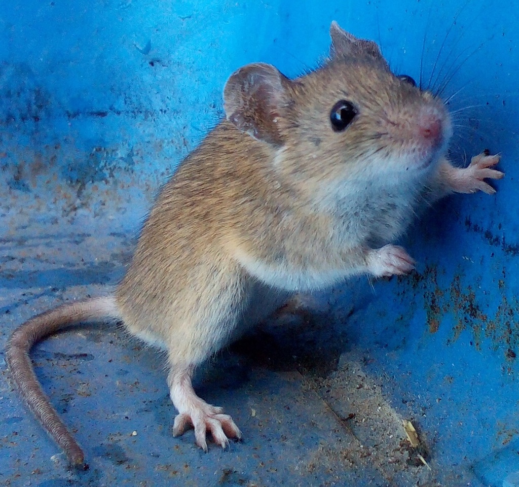 Algerian Mouse from 31448 Aizcurgui, Navarra, Spain on April 13, 2015 ...