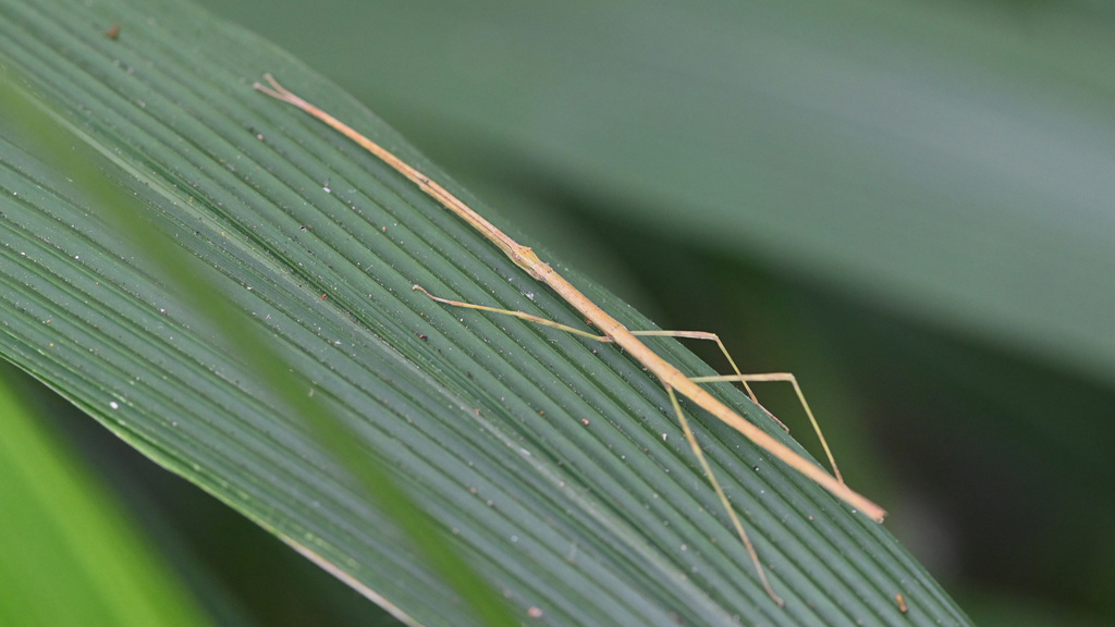 Ramulus rotundus from 香港烏蛟騰 on April 29, 2022 at 10:03 AM by WK Cheng ...