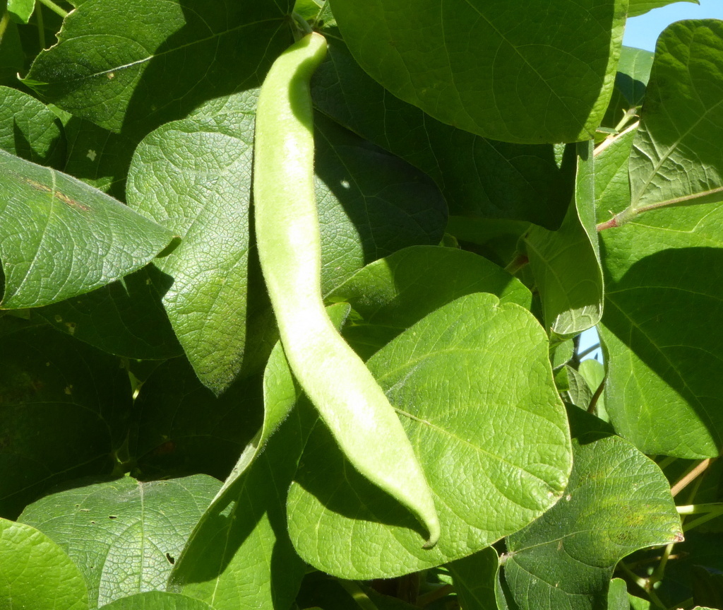 Runner bean from Waltham, Christchurch, New Zealand on May 1, 2022 at ...