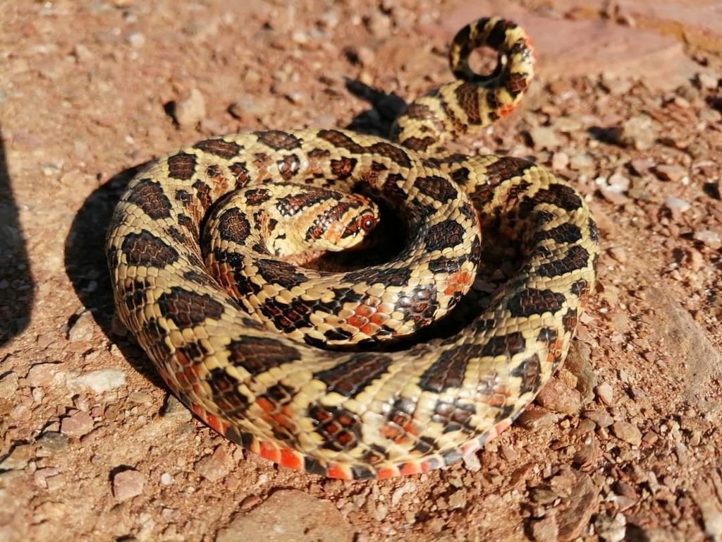 South American Hognose Snake from 27001 La Paloma, Departamento de ...