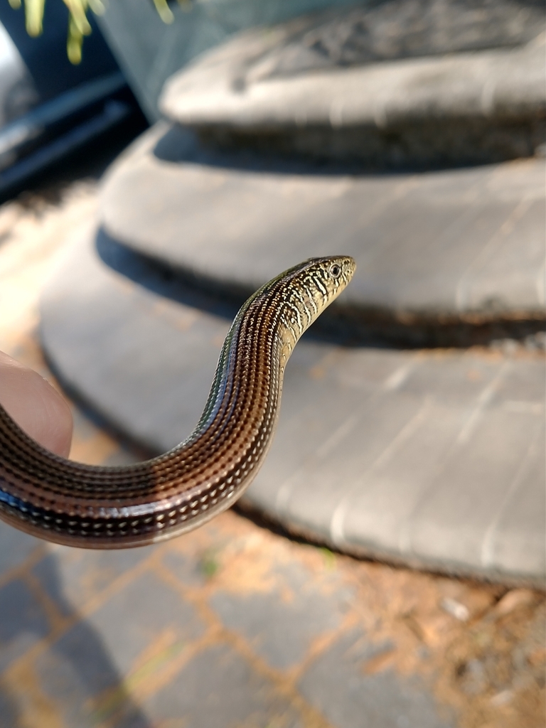 Eastern Glass Lizard from Historic District, St. Augustine, FL 32084 ...