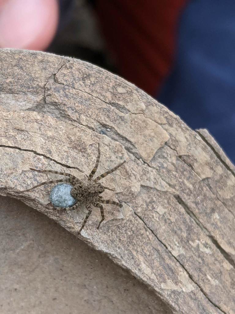 Thin-legged Wolf Spiders from Provincia di Teramo, Italia on May 01 ...