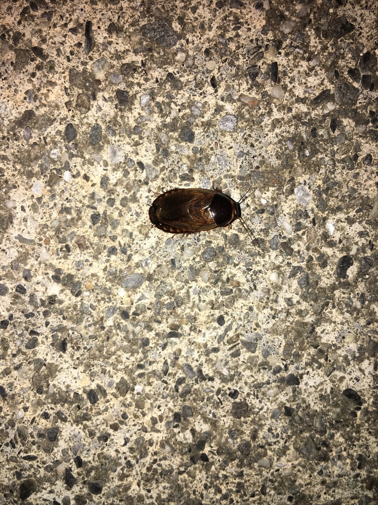 Surinam Cockroach from 951台灣台東縣綠島鄉, 綠島鄉, 台灣, TW on June 6, 2018 at 08: ...