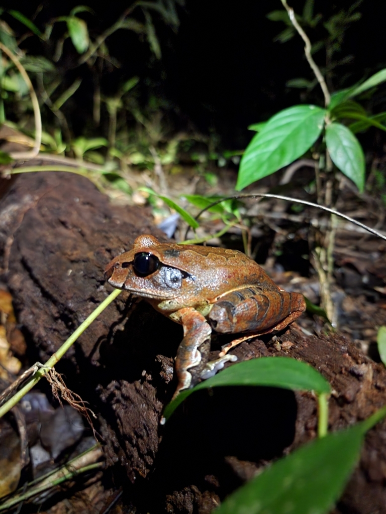 Mixophyes from Cow Bay QLD 4873, Australia on April 16, 2022 at 08:56 ...