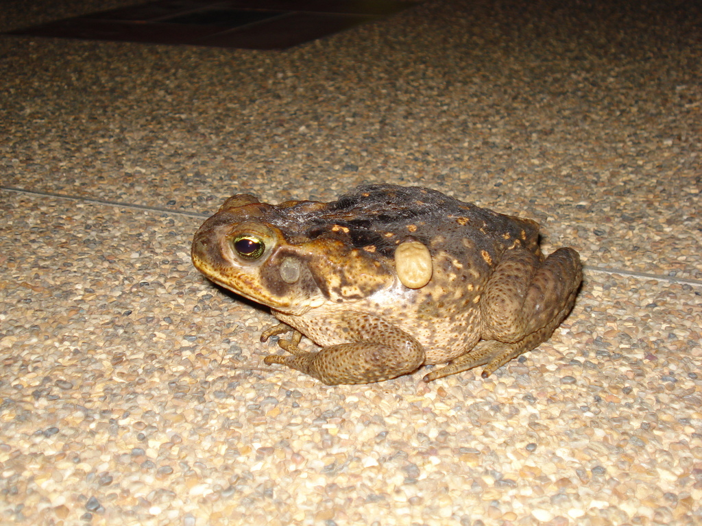 Cane Toad from Villavicencio, Meta, Colombia on June 10, 2007 by Jorge ...