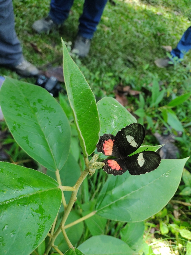 True Cattleheart from Floridablanca, Santander, Colombia on May 1, 2022 ...