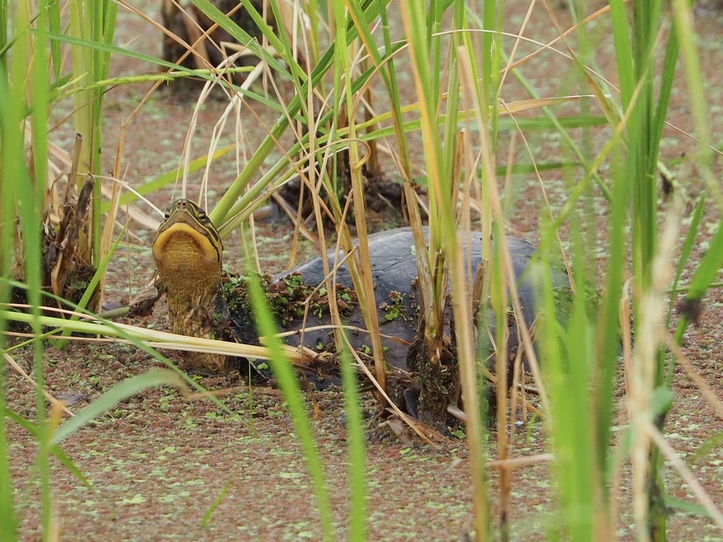 Domed Malayan Box Turtle in May 2022 by Karnkaew Tribuddharatana ...