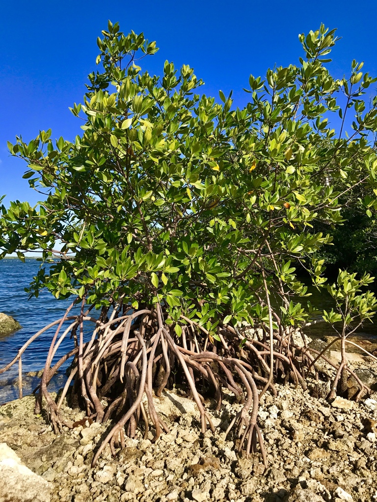 mangroves (Rhizophoraceae) - Botanical Realm