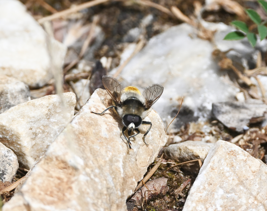 Merodon from Attica, Greece on April 21, 2022 at 10:41 AM by Clive ...