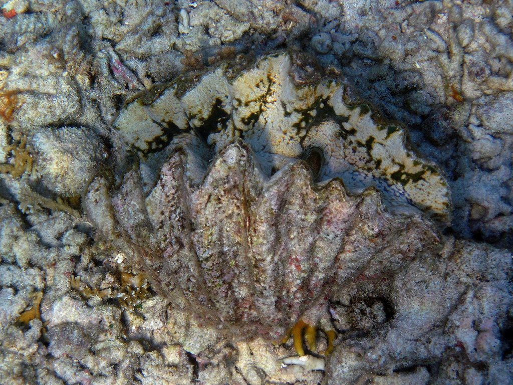 Bear Paw Clam in October 2015 by LUPRA · iNaturalist