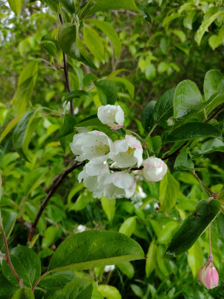 European Wild Apple from Rowley Regis, UK on May 01, 2022 at 04:56 PM ...