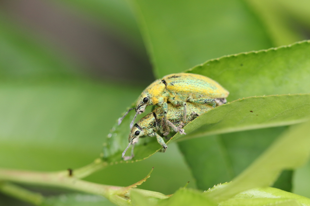Gold Dust Weevil from Pat Sin Leng, Hong Kong on April 30, 2022 at 03: ...