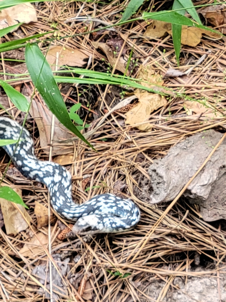 Buttermilk Racer from The Woodlands, TX 77386, USA on May 1, 2022 at 11 ...