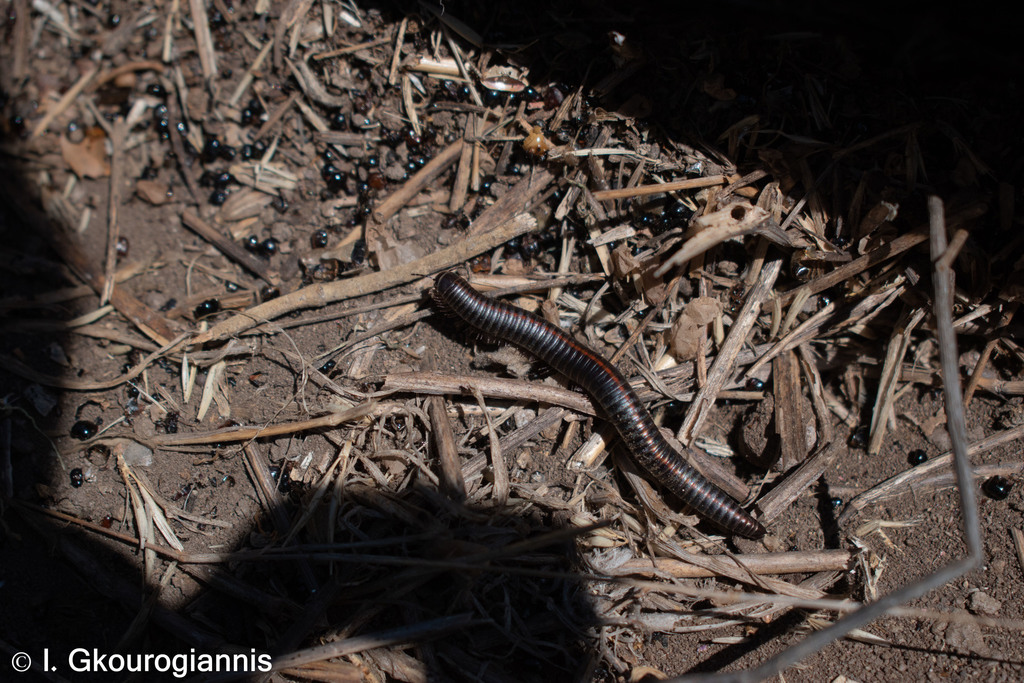 Megaphyllum from Central Macedonia, Greece on April 3, 2022 at 11:32 AM ...