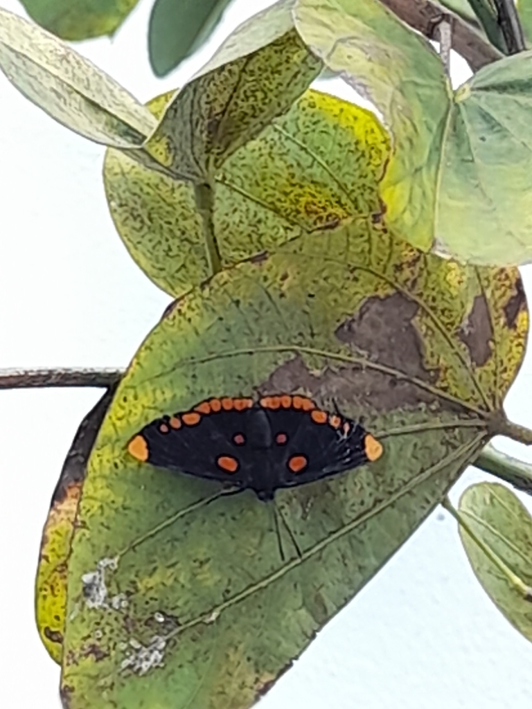 Red-bordered Pixie from WX3G+CGQ, Ayarco Sur, San José, Tirrases, Costa ...