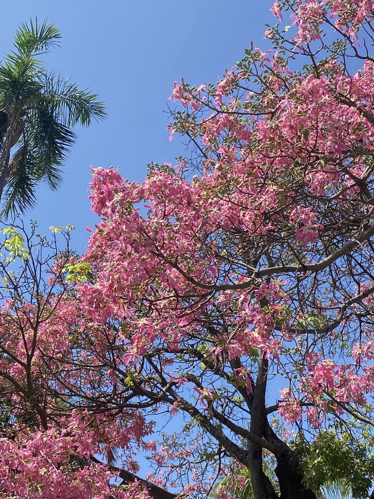 Silk floss tree from Tercer Anillo Interno, Departamento de Santa Cruz ...