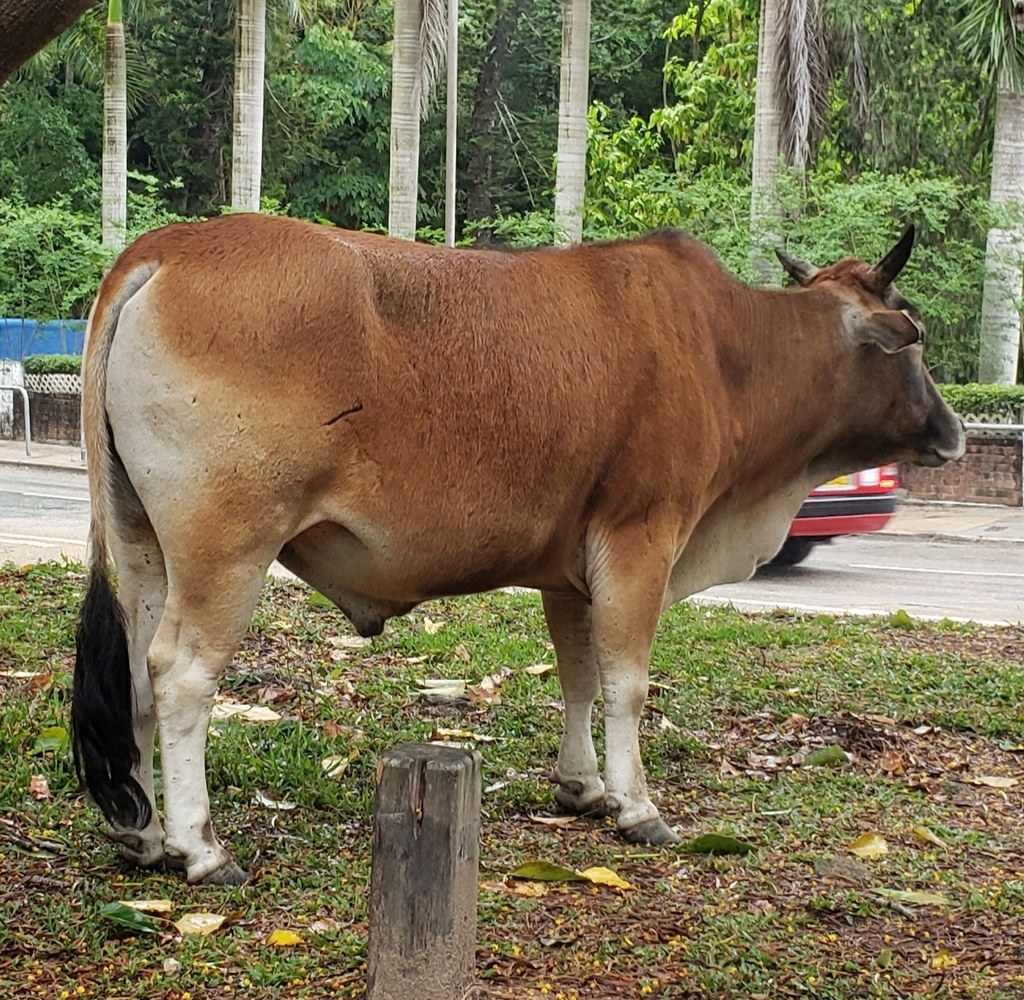 Domestic Cattle from 香港西貢北潭涌 on May 1, 2022 at 09:33 AM by Wynne ...