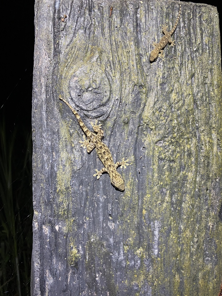 Hokou Gecko from 環潭南路, 壽豐鄉, TW on April 21, 2022 at 10:55 PM by 吳渝庭 ...