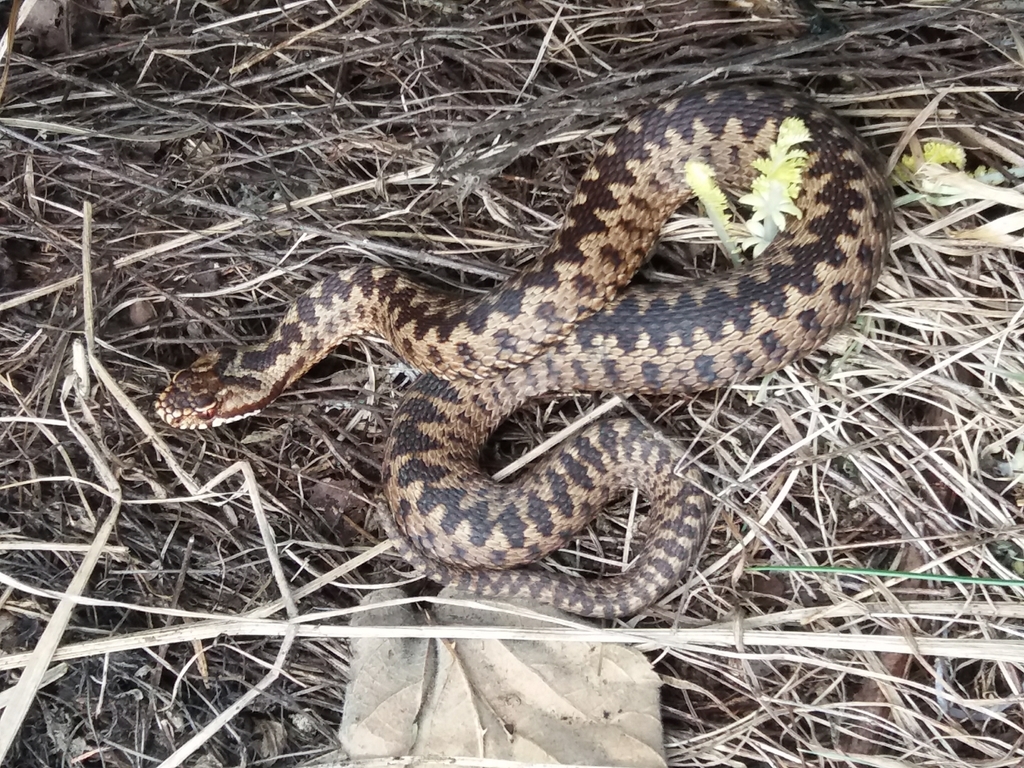 Adder from Brighton on April 25, 2022 at 10:06 AM by Kim Greaves ...