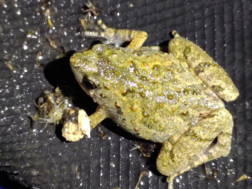 Tubercled Pygmy Frog from Chiayi County, TW-TA, TW on May 2, 2022 at 12 ...
