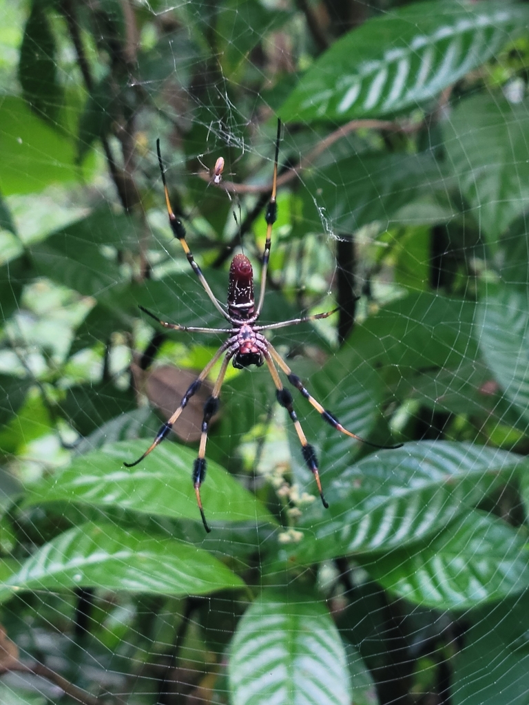 Golden Silk Spider from Miami, FL 33173, USA on April 29, 2022 at 08:50 ...