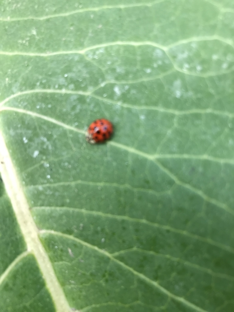 Asian Lady Beetle from 934 Route 121, Bellows Falls, VT, US on June 7 ...
