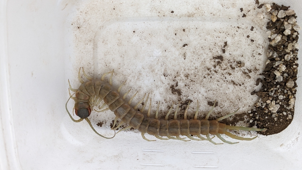 Scolopendra aztecorum from Ocotillo, CA 92259, USA on April 30, 2022 at ...