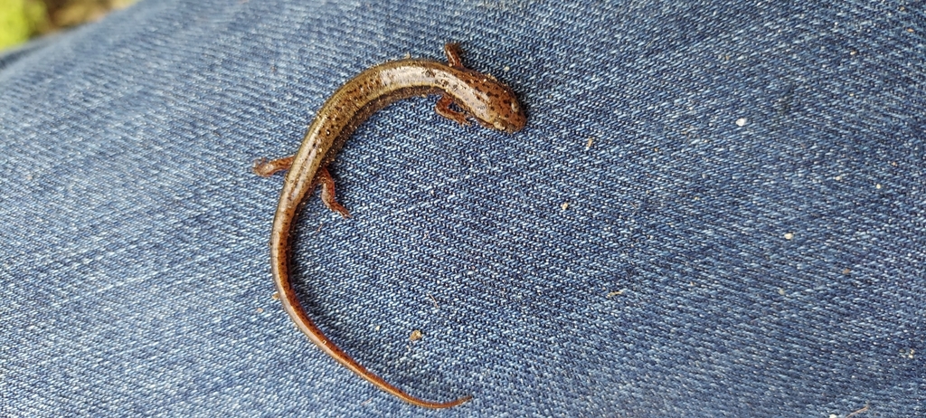 Northern Two-lined Salamander from Crugers, NY 10520, USA on May 1 ...