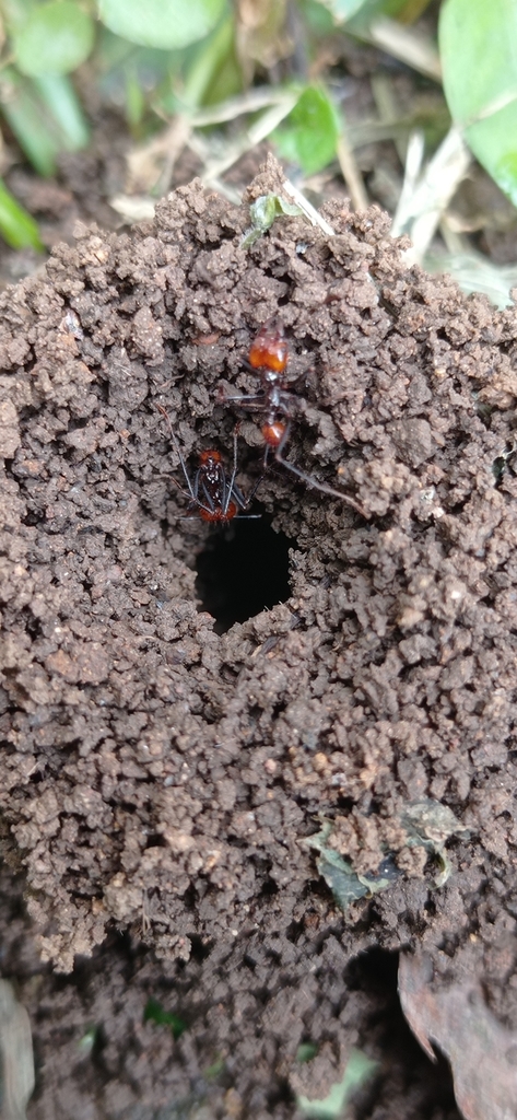 Hairy-headed leafcutter ant from CDP de Fundición y Soldadura, Cali ...