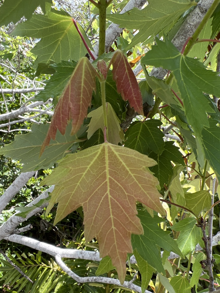 red maple from Cow Key, Key West, FL, US on May 1, 2022 at 10:49 AM by ...