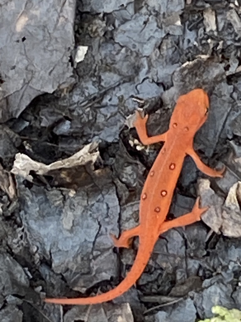 Eastern Newt from Silver Creek Conservation Area, Halton Hills, ON, CA ...