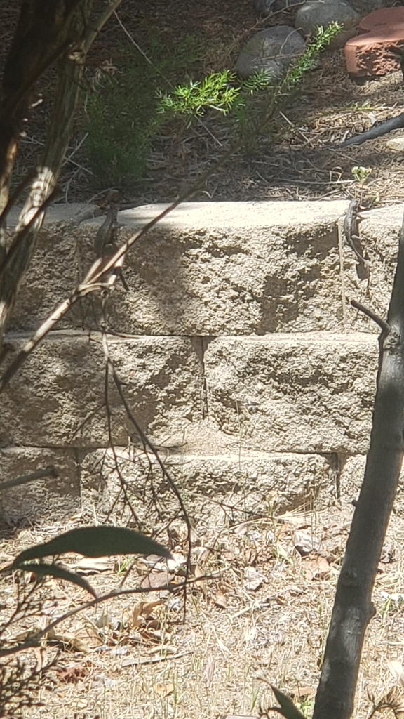 Western Fence Lizard in May 2022 by Barbara T · iNaturalist