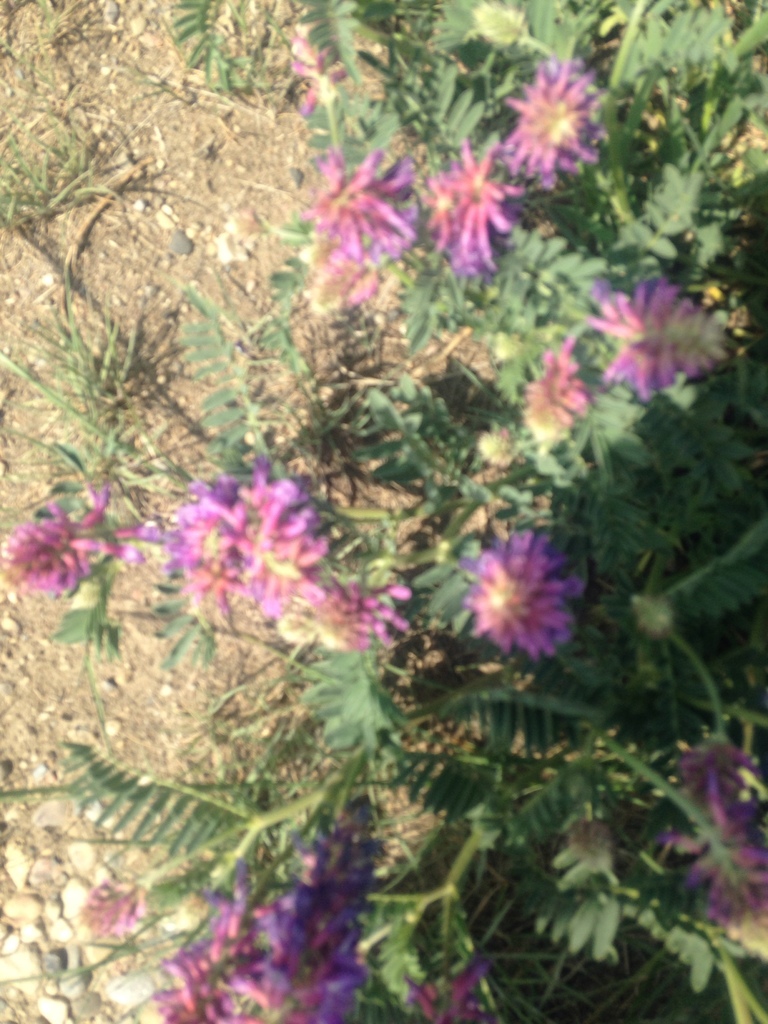 Two-grooved Milkvetch from Kneehill County, , AB, CA on June 7, 2018 at ...